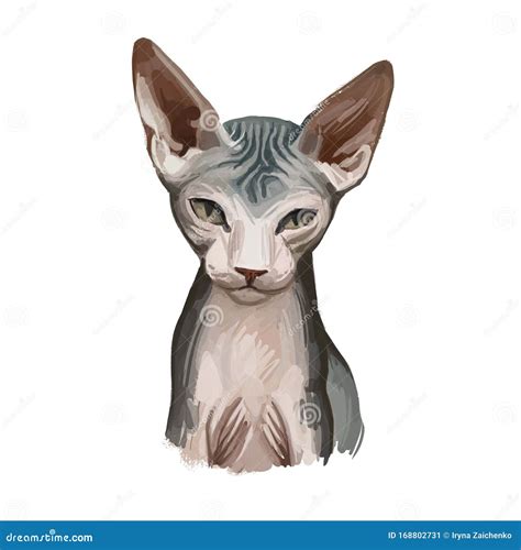 Sphynx Cat Hairless Line Art Vector Illustration Cartoon