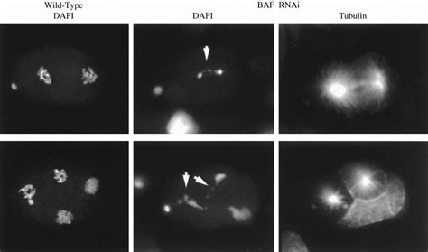 Loss Of BAF Function Causes A Defect In Chromatin Segregation During Download Scientific