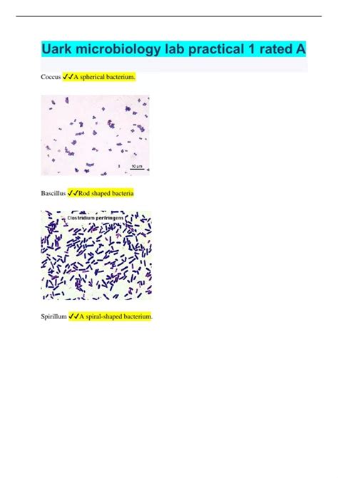 Uark Microbiology Lab Practical 1 Rated A Uark Microbiology Stuvia Us