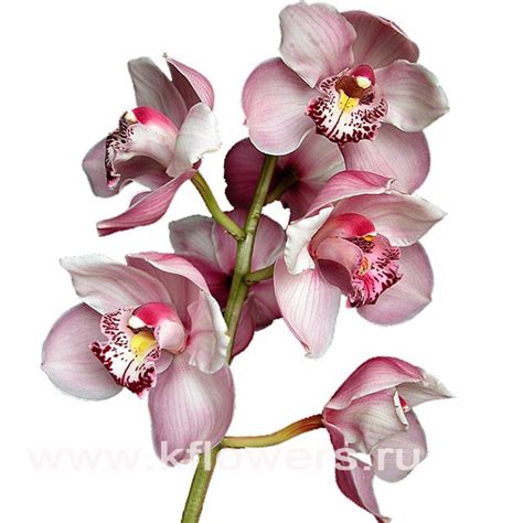 Свежесрезанная крупная орхидея Цимбидиум (Cymbidium) купить недорого ...