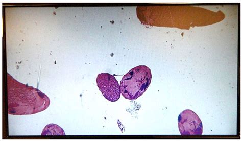 Mintron Hdmi Camera Startup Settings Applied Scientific Instrumentation