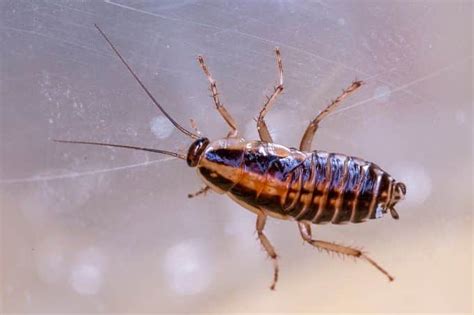How To Get Rid Of German Cockroaches Permanently