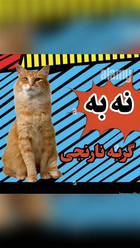 Holookhan ‎ترجمه حرفای گربه جماعت😁گربه دارا تایید میکنید؟😂 گریه