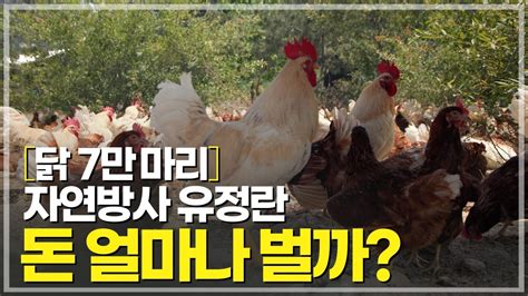 닭 7만 마리 자연방사 유정란 농장 30년 양계인의 꿈 자녀가 잇다 Youtube