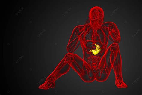 Nền 3d Kết Xuất Hình Minh Họa Y Tế Của Dạ Dày Bụng Ngực Dạ Dày Hình