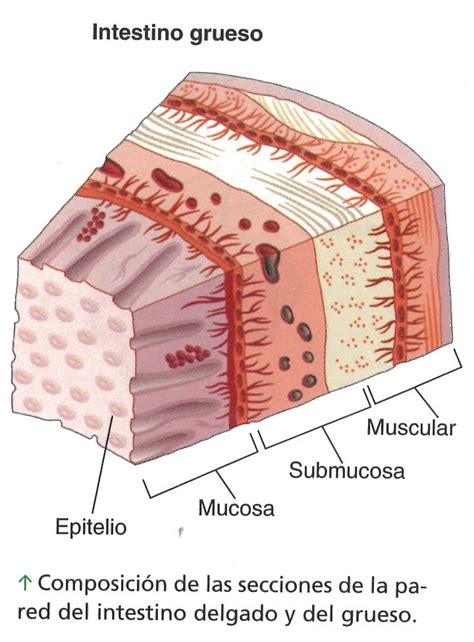 Tema 6 Función De Nutrición Art 9 Imagenes Del Intestino Grueso