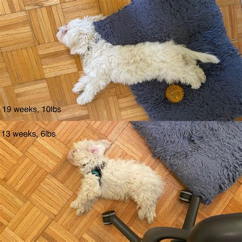 Stop Growing Rcavapoo