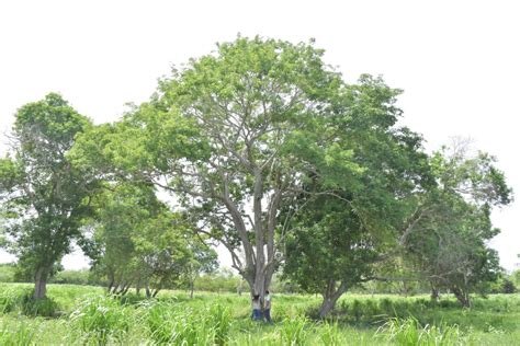 Ceiba Tolua Cat Logo De Biodiversidad De Cartagena