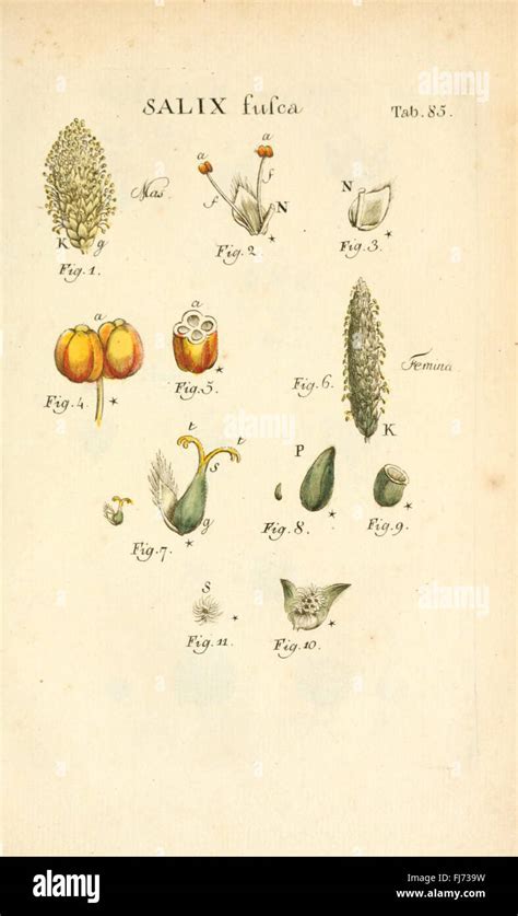 Illustratio Systematis Sexualis Linnaeani Tab 85 Linnaean Sexual