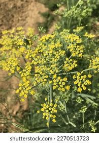 Seed Funnel Images Stock Photos Vectors Shutterstock