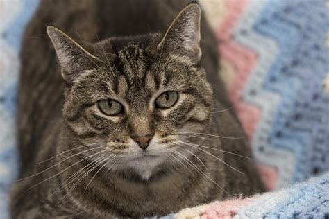 Tinkerbell Cat Guardians