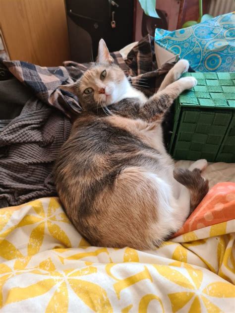 Dicke Katze On Tumblr