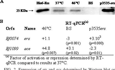 Figure 1 From Ace Which Encodes An Adhesin In Enterococcus Faecalis Is Regulated By Ers And Is