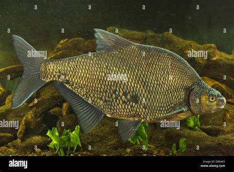 Common Bream Freshwater Bream Carp High Resolution Stock Photography And Images Alamy