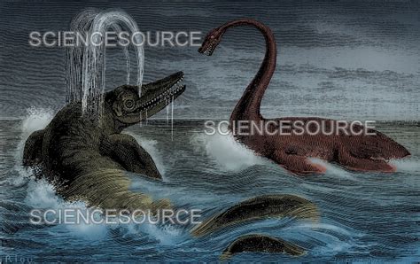 Ichthyosaurus And Plesiosaurus Stock Image Science Source Images