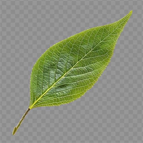 Premium Psd Sitka Willow Leaf With Lanceolate Leaf Shape And Deep