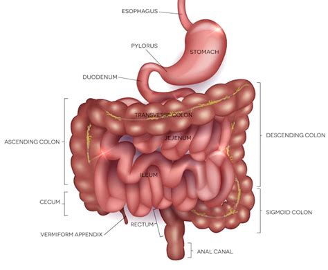 Causes Of Intestinal Gas