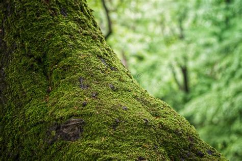 Mousse Sur Un Tronc D Arbre Image Stock Image Du Mystique Normal