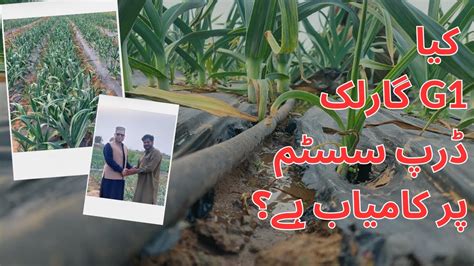 G 1 Garlic In Pakistan Garlic G1 Irrigation Drip Irrigation System For Garlic Lahsan Ki Kasht