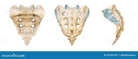 The Human Coccyx Royalty Free Illustration 162287517
