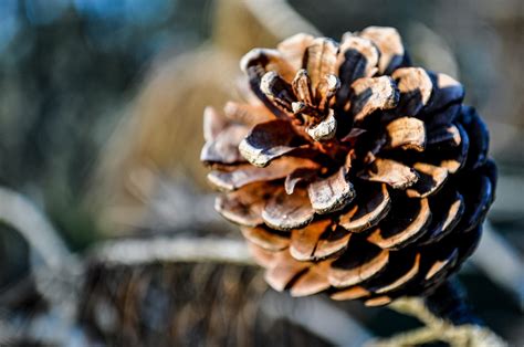 솔방울 자연 나무 Pixabay의 무료 사진 Pixabay
