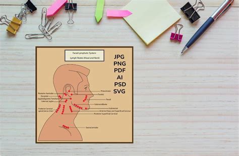 Face Lymph Nodes Neck Lymphatic System Anatomy Vector Design Dental