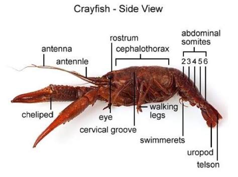 Lesson 5 The Crayfish Crustacean Cswd