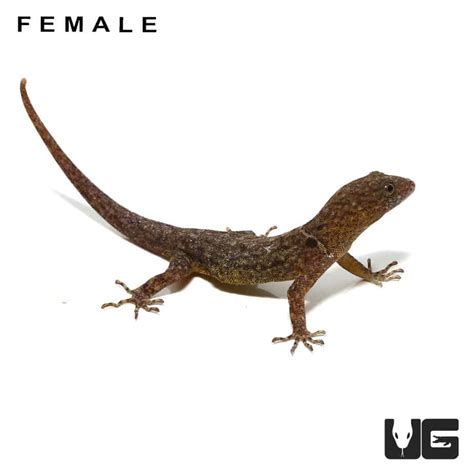 Yellow Headed Dwarf Geckos Gonatodes Albogularis Fuscus For Sale