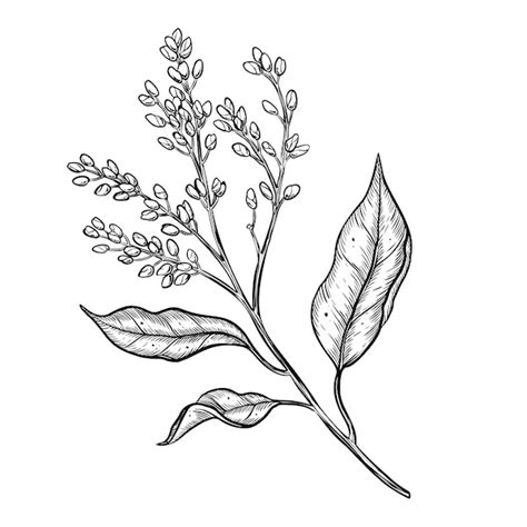 Images De Dessin Thym Téléchargement Gratuit Sur Freepik