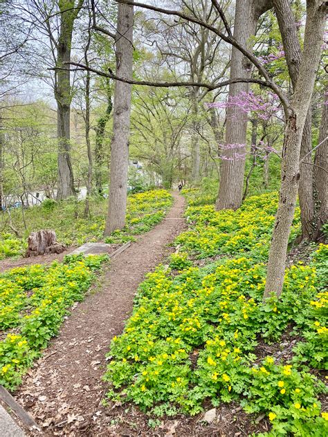 Celandine Poppy A Beginners Guide The Plant Native