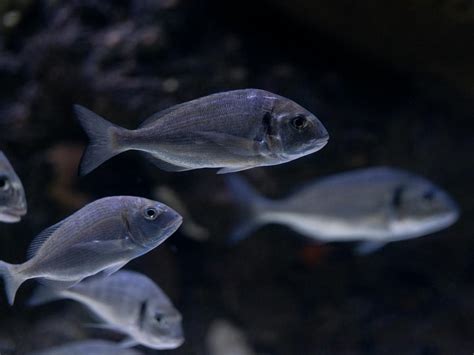 Anime School Background Photos Download The Best Free Anime School