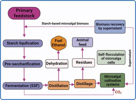 A Conceptual Process Of Ethanol Production Coupled With The Cultivation