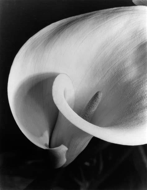 Imogen Cunningham Flowers Best Flower Site