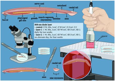 Experimental Setup Top Left Anatomical Description Of Amphioxus