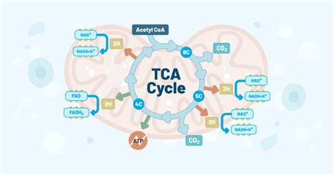 The Tca Cycle Deciding Cell Fate And Function And More Redox Medical Group