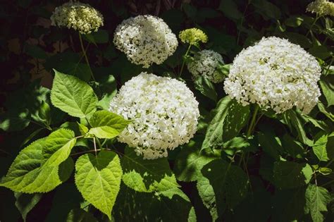 Premium Photo Closeup Of A Splendid White Hydrangea Plant Symbol Of
