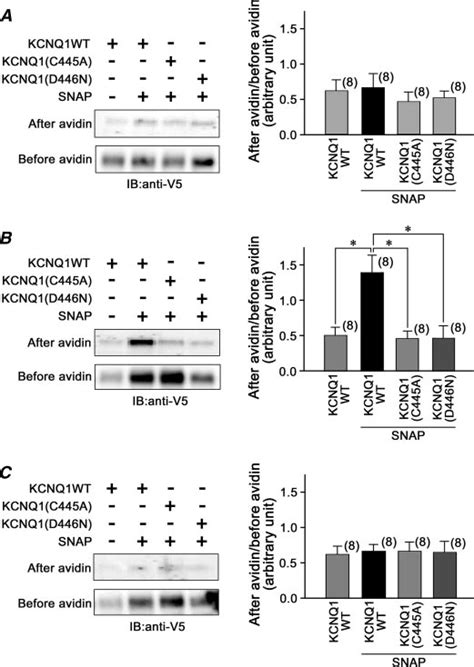 The Biotin Switch Assay In Living Cells Hek293 Cells Expressing