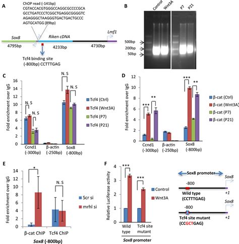 Analysis Of The Role Of The Tcf4 Binding Site In The Sox8 Promoter In Download Scientific
