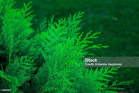 녹색 Thuja 배경의 가지 녹색 Thuja 잎 짜임새 자연 배경 텍스처 0명에 대한 스톡 사진 및 기타 이미지 0명