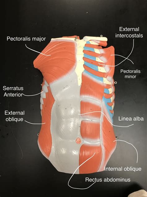 Lab Practical 2 Diagram Quizlet