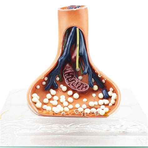 Buy Synapse Model Synapse Model Anatomy Model Of The Human Nerve