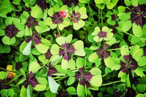 Oxalis Houseplant Alley