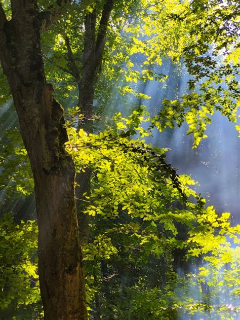 집 밖의 가벼운 경치 경치가 좋은 고요한 광선 광합성 그늘 나무 나무 껍질 나무 둥치 나뭇잎 녹색 무성한 봄 산림 풍경 산소 삼림지대 생명