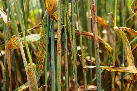 Avengers Unite To Fight Wheat Rust Csiroscope