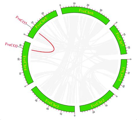 Schematic Representation Of The Interchromosomal Relationships