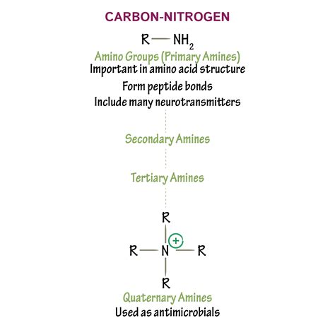 Biochemistry Glossary Carbon Nitrogen Functional Group Draw It To