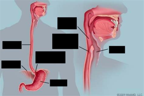 Esophagus Diagram Diagram Quizlet