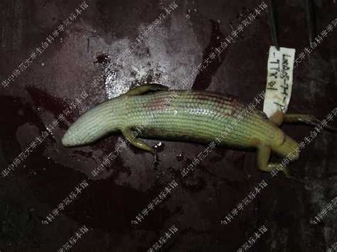 Sphenomorphus Indicus