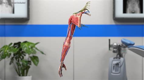 Female Left Arm Anatomy Skinless 3d Model 99 3ds Blend C4d Fbx