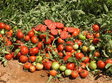 Cs 2104 Centric Seeds